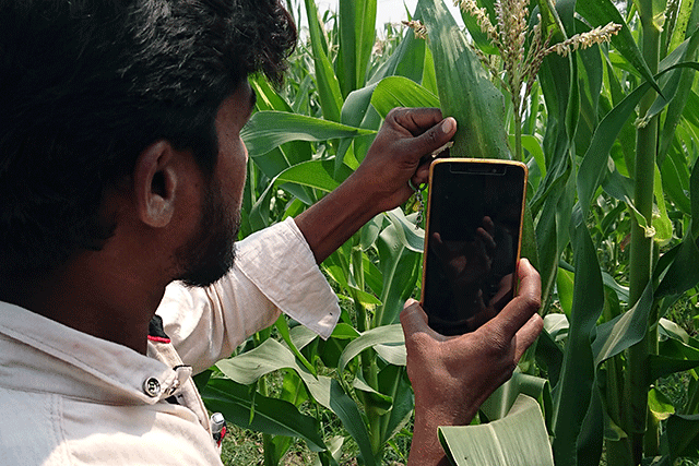 A new app helps farmers identify plant pests and diseases